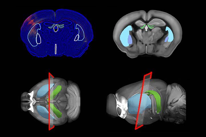 MBF Bioscience unveils whole mouse brain automatic region delineation ...