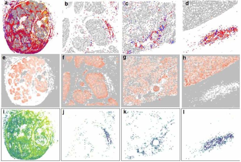 Indica Labs Webinar Exploring SPIAT for HALO image analysis: An R ...